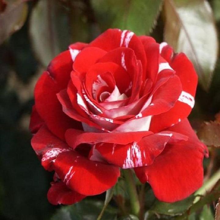 Red Metro Shower Rose Seeds | Daraz.pk