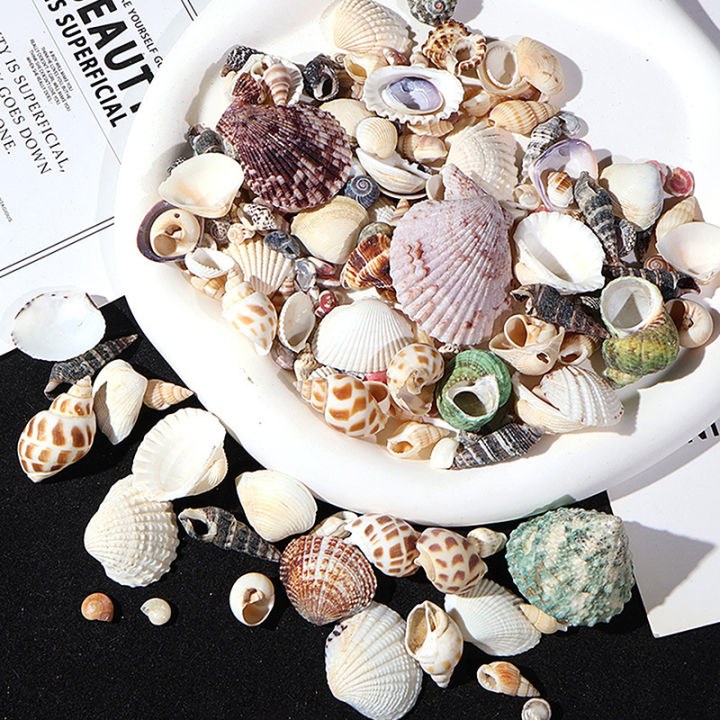 1 Pack Shell Conch Aquarium Landscape Tiny Sea Shell Beach Decoration ...