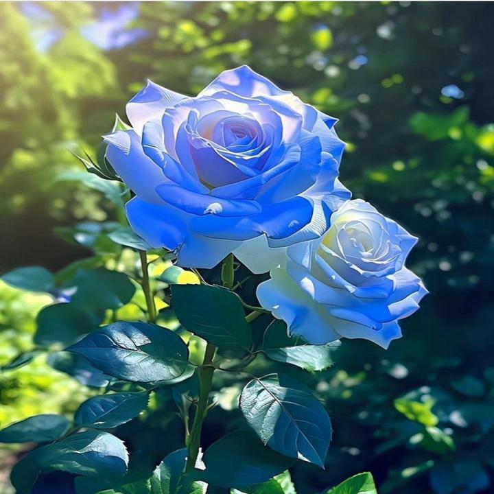 Thai Blue Rose Seeds | Daraz.pk