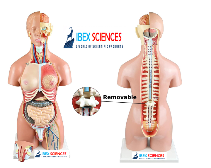 IBEX SCIENCES 85CM Torso Model with Organ 23 Parts Unisex Torso Model ...