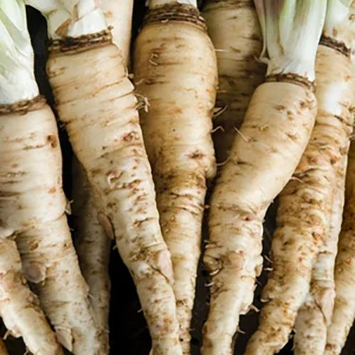 White salsify root vegetable seeds | Daraz.pk