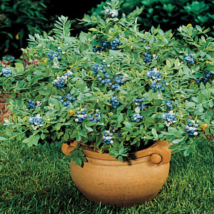 Blueberry Fruite Tree Seeds | Daraz.pk