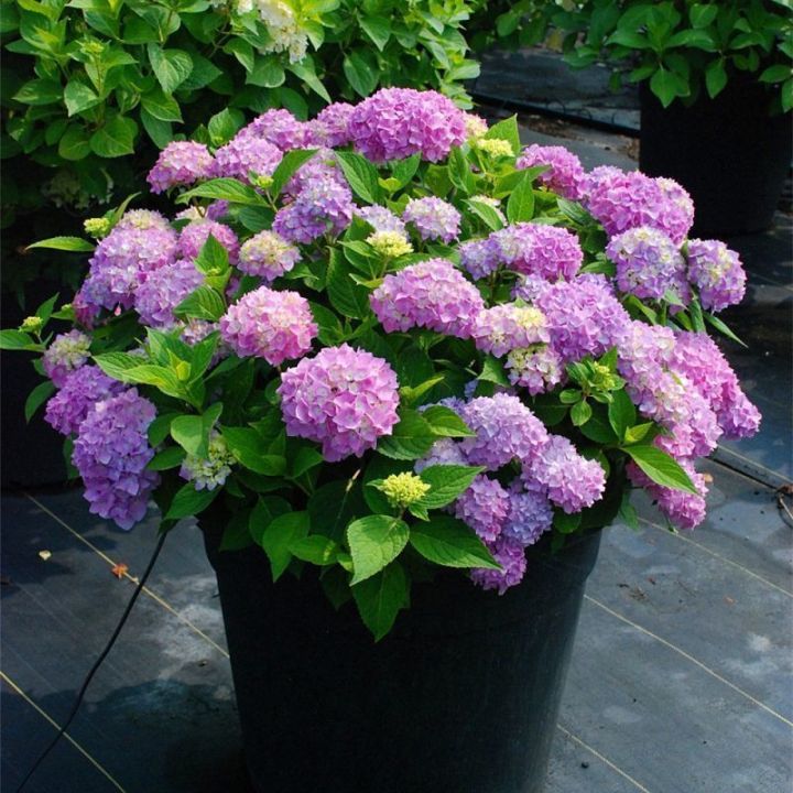 Big flower hydrangea seeds discoloration indoor and outdoor flowers ...