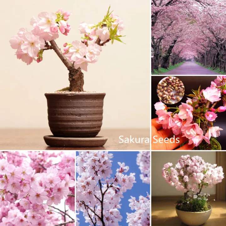 30Pcs Local Ready Stock Original Japanese Sakura Seeds Bonsai Flower ...