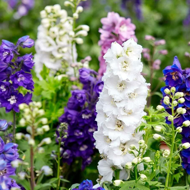 Larkspur Seeds – 200+ Seeds | Tall Winter Blooms for Beds, Borders ...