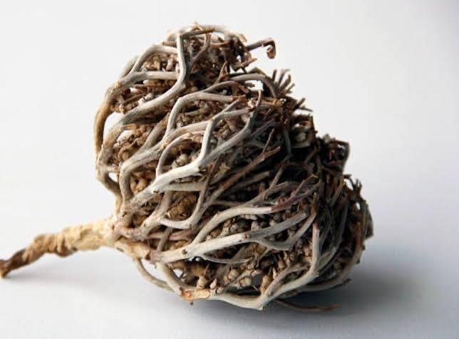 Maryam Booti | Maryub Boti 10 gm | Daraz.pk