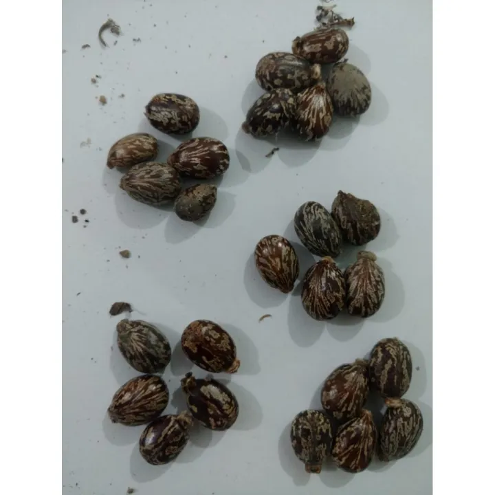 25 Castor oil seeds 100percent germinate for grow caster plant Eranda ...
