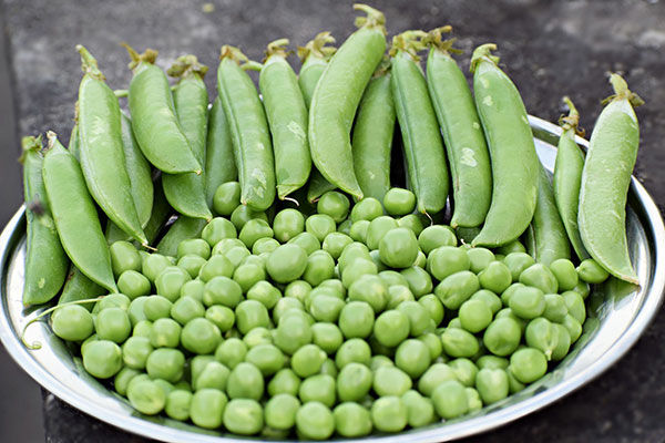 Peas / Matar Vegetable Seeds - High Germination Rate | Daraz.pk
