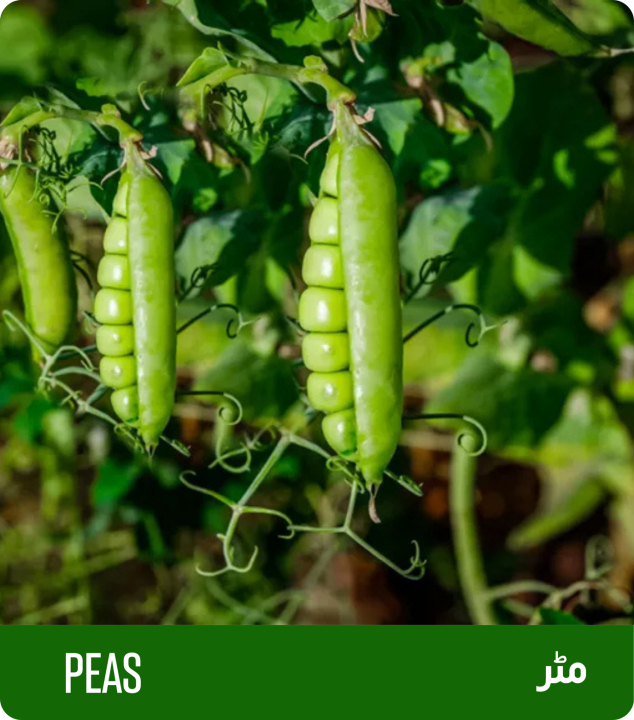 Hybrid Peas F1 Seeds by PureGrow – High-Yielding & Premium Quality ...