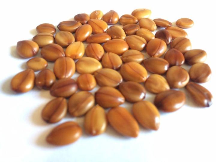 Amaltas Seeds / Cassia Fistula / Golden Shower Tree Seeds | Daraz.pk