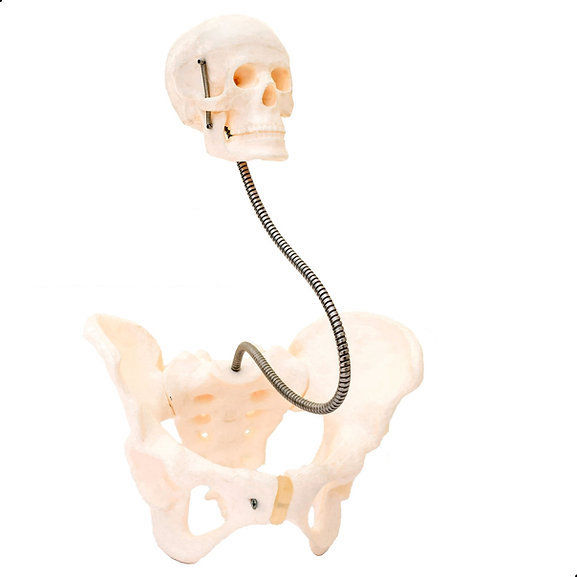 Childbirth Demonstration Pelvis Skeleton Model with Fetal Skull ...
