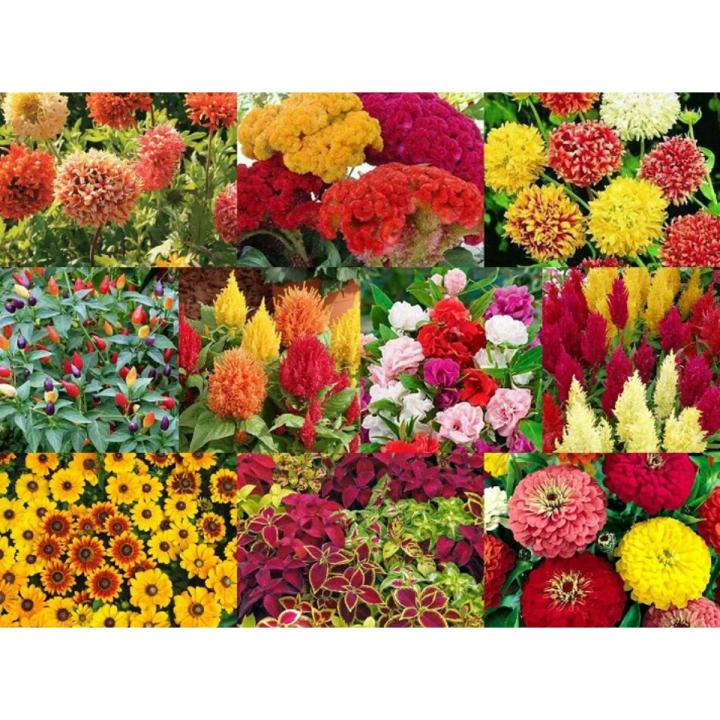 Pack of 5 Random Summer Flowers Seeds 150 Plus Seeds | Daraz.pk