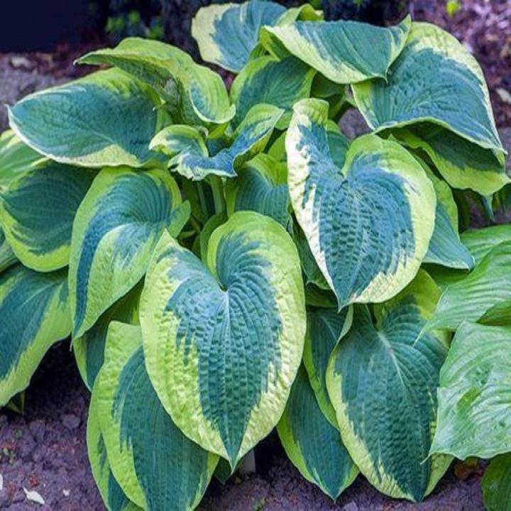 American Halo Hosta Plant Seeds | Daraz.pk