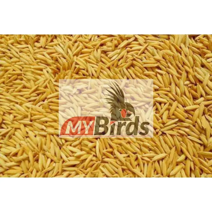 (Packet of 1kg.) Munji, Rice Grains For Birds, Parrots And Pigeons ...