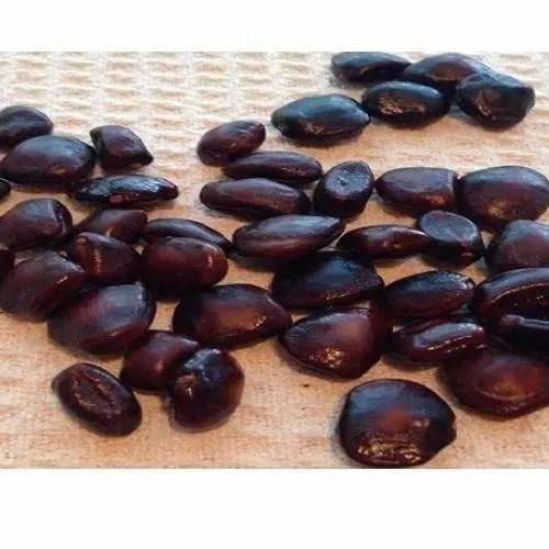 Tamarind Seeds | Tamar Hindi | Qarse Kamar | تمر ھندی | wt 200 gm ...