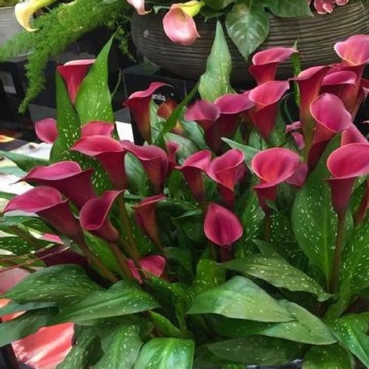 Maroon Calla Lily Flower Seeds | Daraz.pk