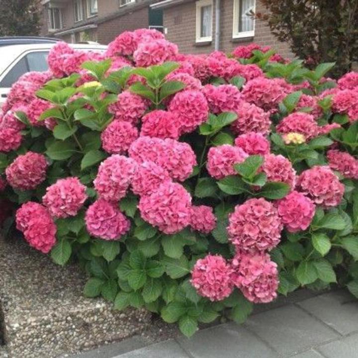 Hydrangea Pink Flower Seeds | Daraz.pk