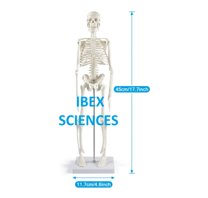 IBEX SCIENCES Skeleton Model for Anatomy, 45 cm Small Skeleton Model ...