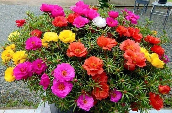 Chandi Tough Flowers Seeds – Winter Season Flower Seeds – 40 Seeds ...
