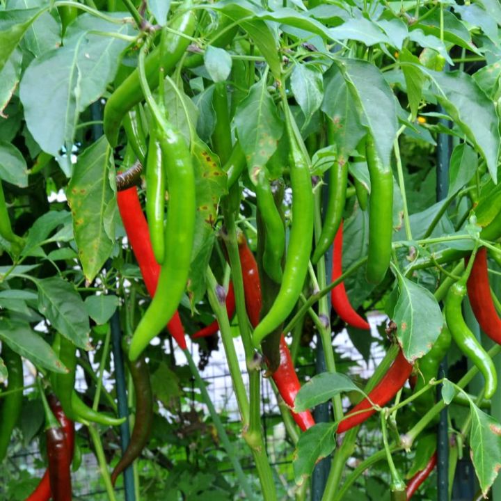 Chili F1 Hybrid – 25+ Seeds | High-Yield Spicy Green Chili Variety for ...