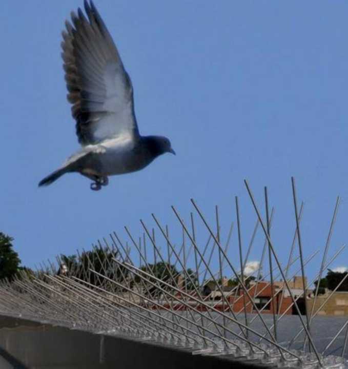 Anti Bird Spikes 20 Inch | Daraz.pk