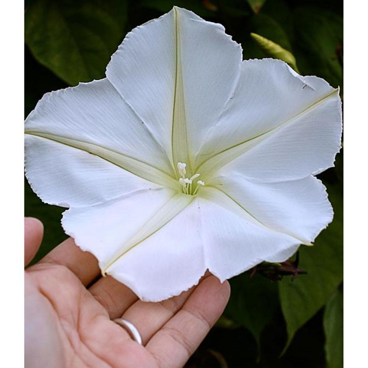 Moon Flower Creeper Summer creeper Seeds | Daraz.pk