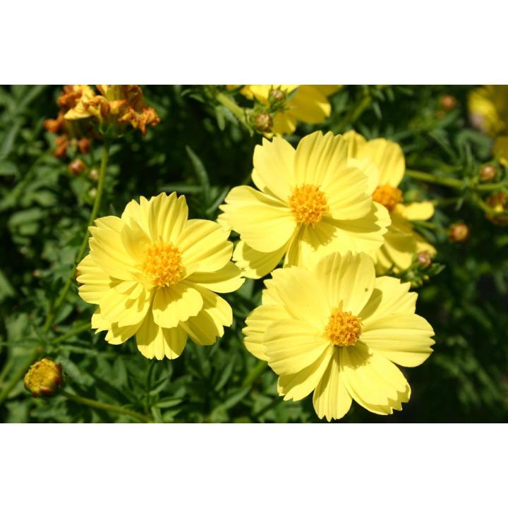 Cosmos Lady Bird Plant Seeds - Yellow ( Dwarf Variety ) - 25 - 30 Seeds ...