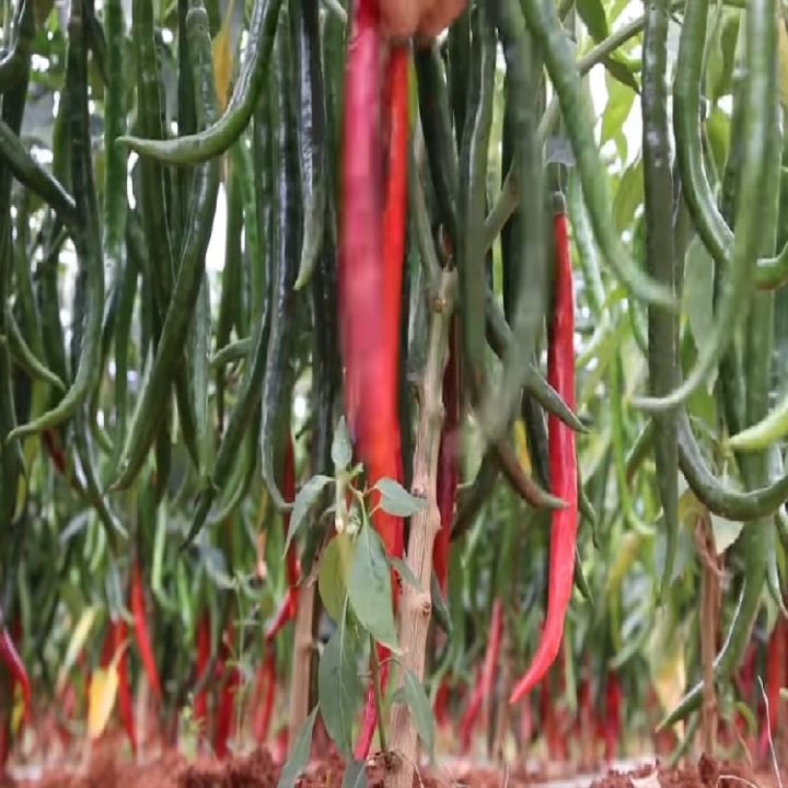 Japanese Hybrid Long Pepper Seeds for Gardening | Daraz.pk