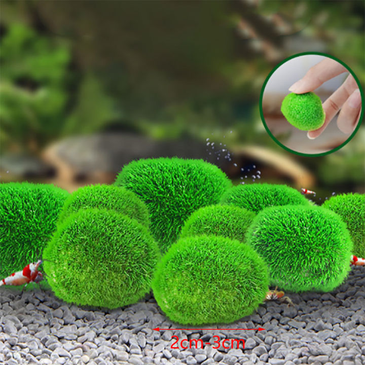 2-3cm Marimo Moss Balls Live Aquarium Plant Algae Fish Shrimp Tank ...