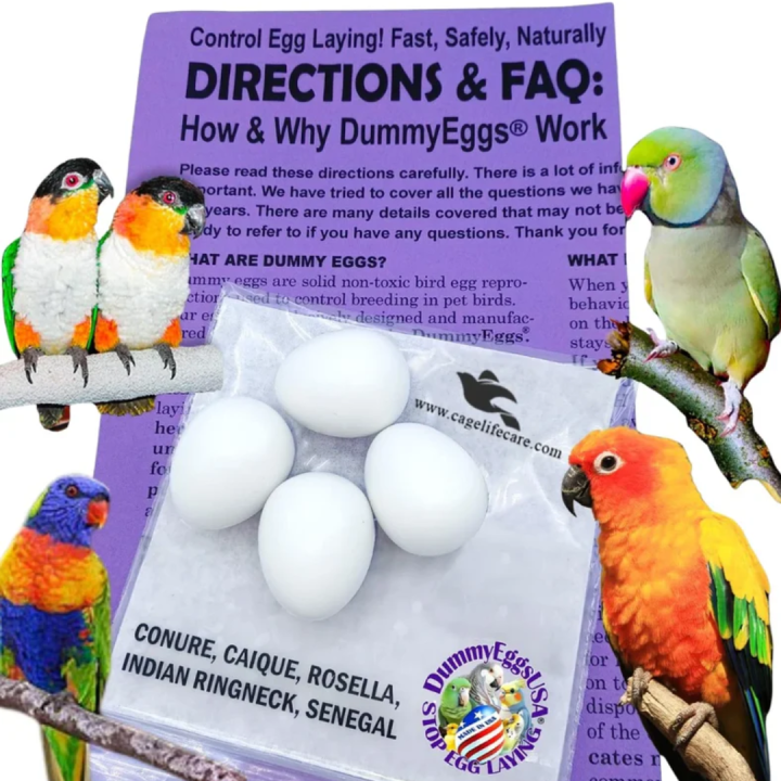 Dummy Eggs for Parrots (Pack Of 2) –Training & Breeding Eggs for All ...