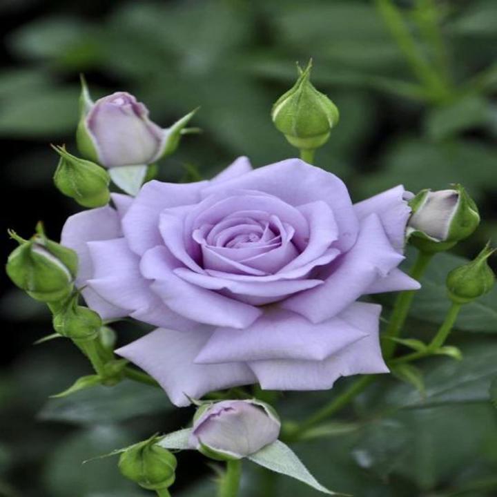 Light Purple Rose Flower Seeds | Daraz.pk