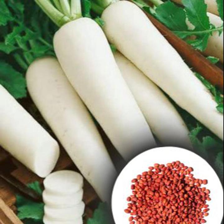 Radish Seeds (Mooli k Beej)(مولی کے بیج)Hybrid/Germinated/Best Quality ...