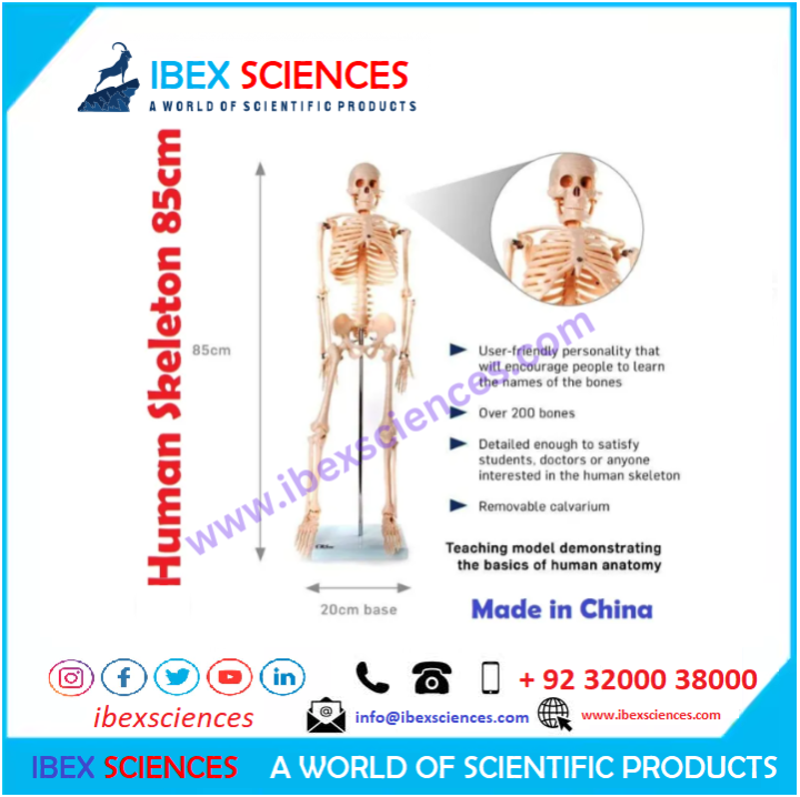 IBEX SCIENCES Skeleton Model 85cm / 2.8ft | Complete bones skeleton ...
