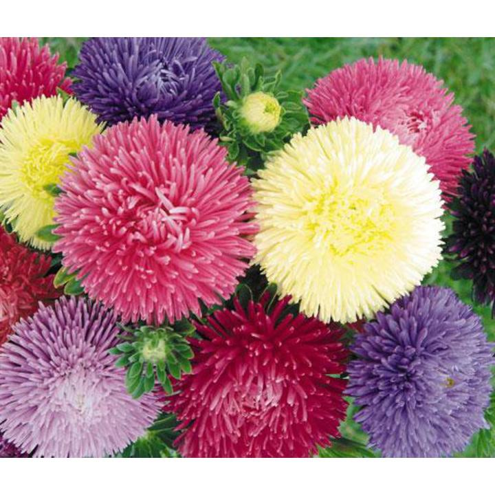 Aster Flower Seeds --growing Seeds for Hardy Perennials And Annuals ...