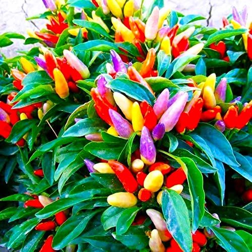 Rainbow Chilli Seeds (100% Result) ORNAMENTAL PEPPER | Daraz.pk