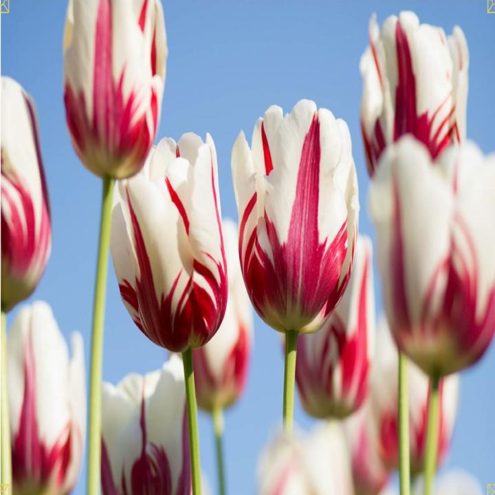 Grand Perfection Tulip Flower Seeds | Daraz.pk