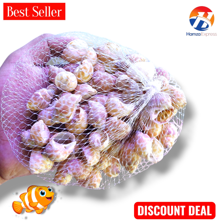Seashell For Fish Aquarium And For Decoration Small Size BY HAMZA ...