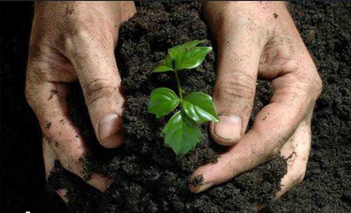 Organic Compost and Multipurpose Fertilizer for Plants, Lawn, Garden ...