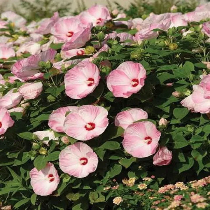 Luna Pink Swirl Hibiscus Flower Plant Seeds | Daraz.pk