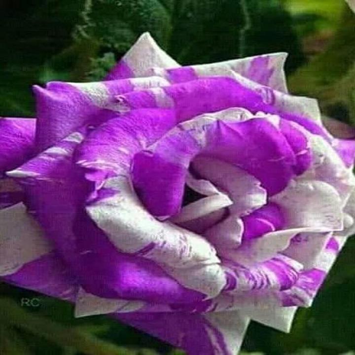 Violet Dragon Rose Seeds | Daraz.pk