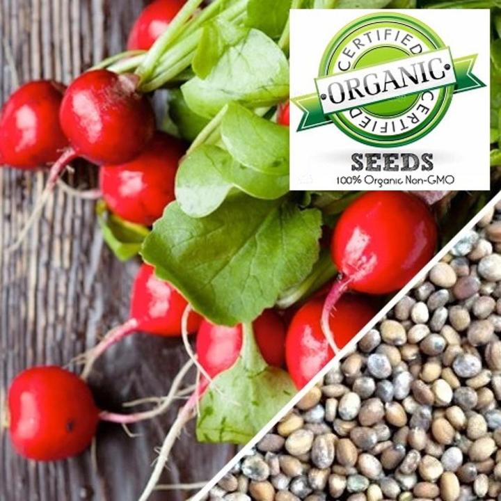 40 SEEDS Radish, Red Champion (100% Heirloom/Non-Hybrid/Non-GMO)Plant ...