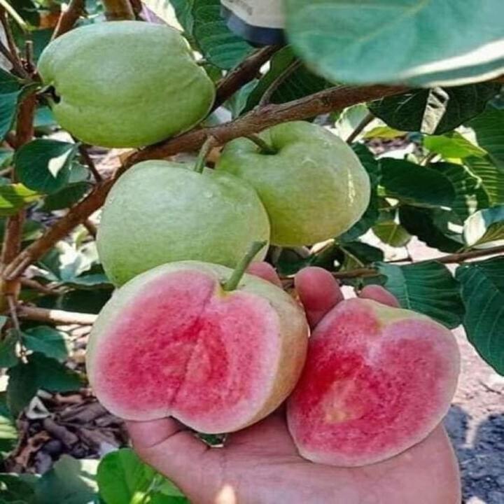 Guava Ruby Fruit Tree Seeds | Daraz.pk