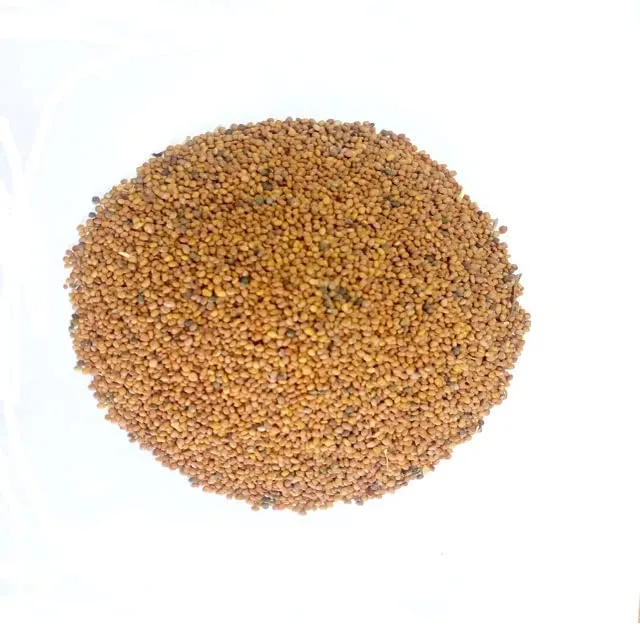 Taramira Seeds - Tarameera Seeds - Tara Mira Seeds - Brassica eruca 50 ...