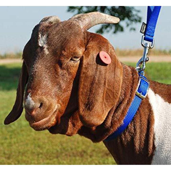 Goat Habitat Neck Collar -Adjustable High Quality - BLUE | Daraz.pk