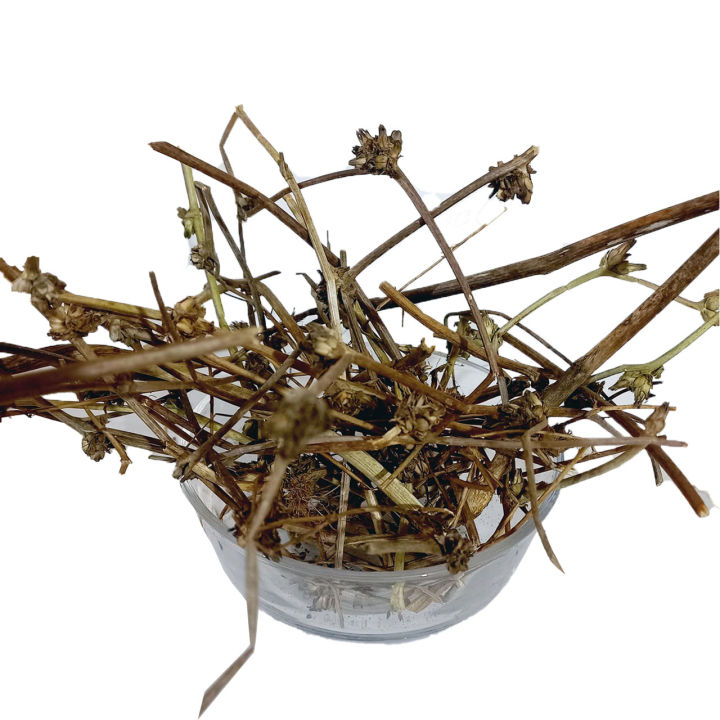 Jar Kasni 100gm - Chicory Root - 100% Original, Fresh and Pure Jur ...