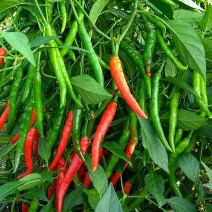 F1 Hybrid Green Chilli Chili Seeds (Sabaz Mirch) Kitchen Gardening ...