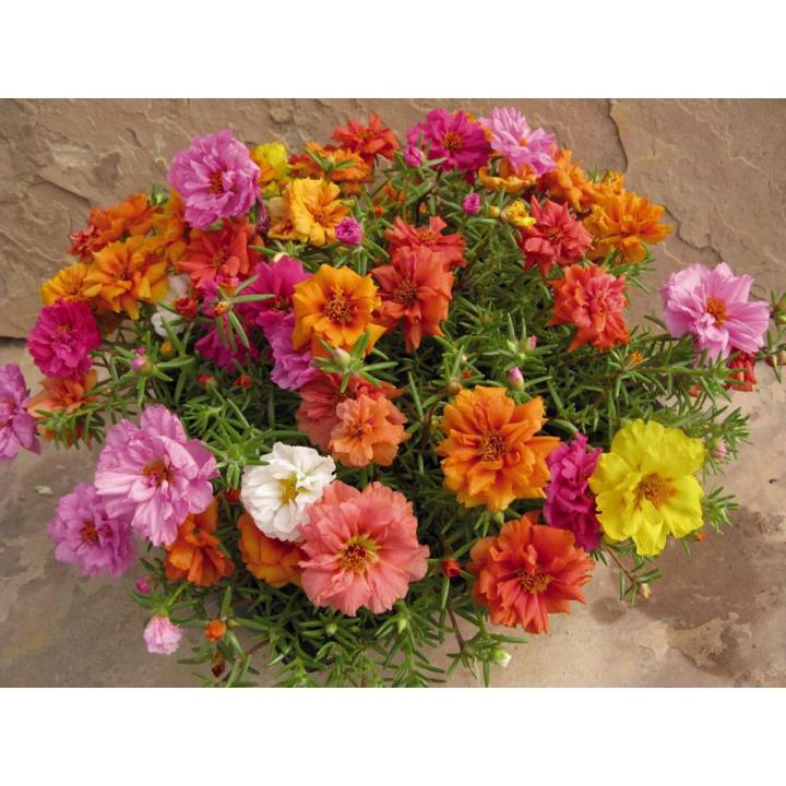 Portulaca mix summer Flowers seeds | Daraz.pk