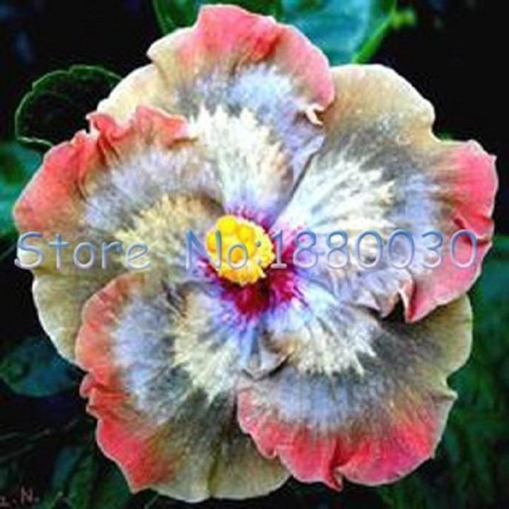 Multi color Hibiscus Flower Plant Seeds | Daraz.pk