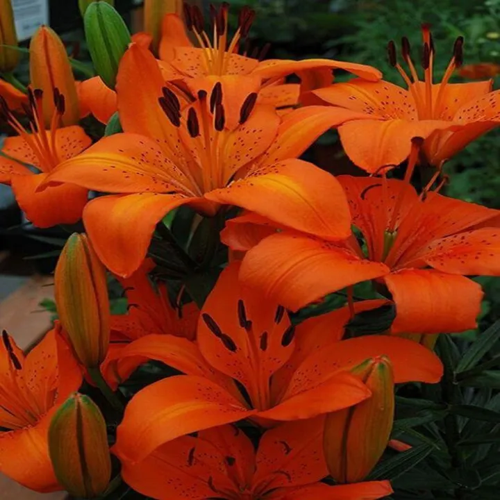 Orange Pixie Lily Flower Seeds | Daraz.pk