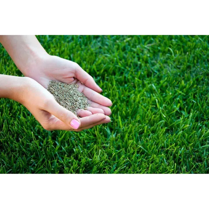 Hybrid Bermuda Grass Seed 100 gm - (100 square feet) Grass Seeds For ...